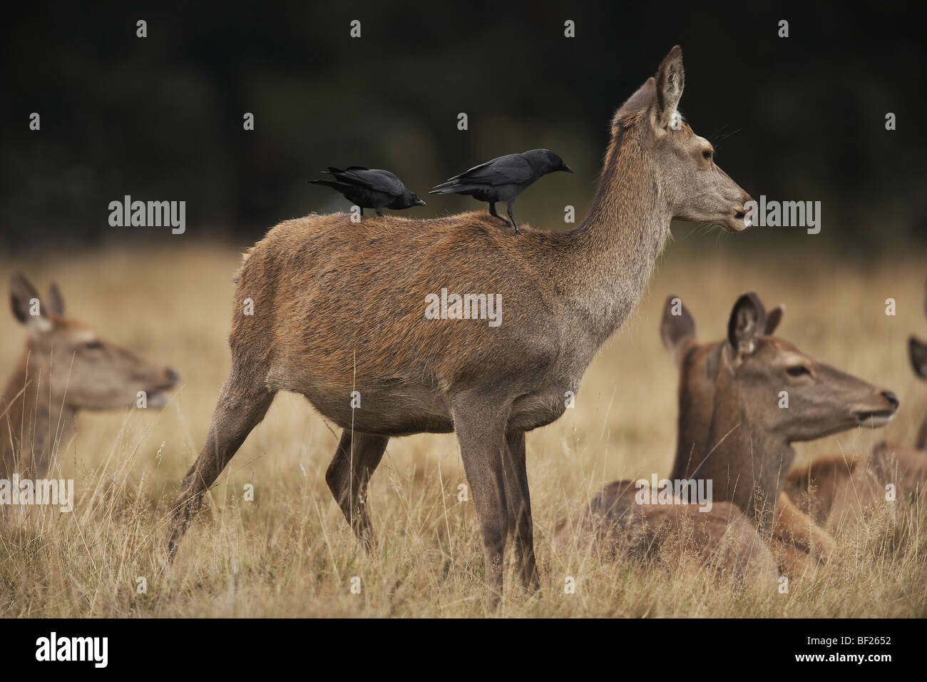 Red Deer, Cervus elaphus with crows, Corvus corone corone, picking ...