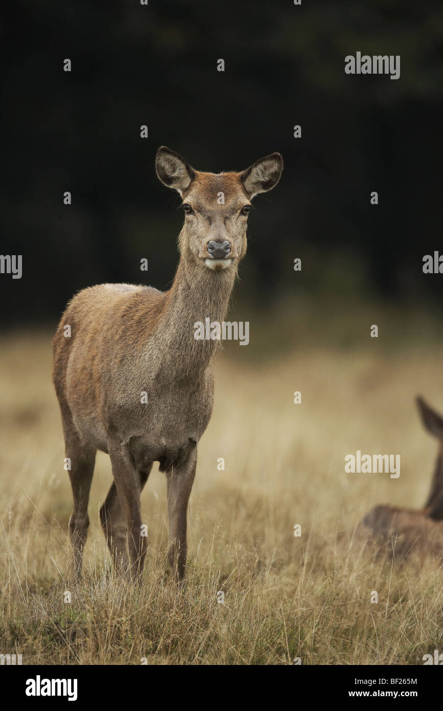 Red deer hind, Cervus elaphus UK, Richmond Park Stock Photo - Alamy