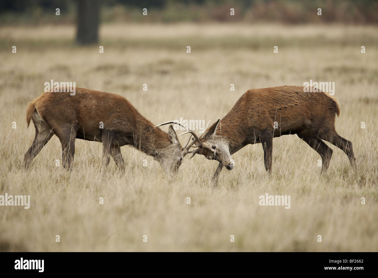 Male red deer fighting hi-res stock photography and images - Alamy
