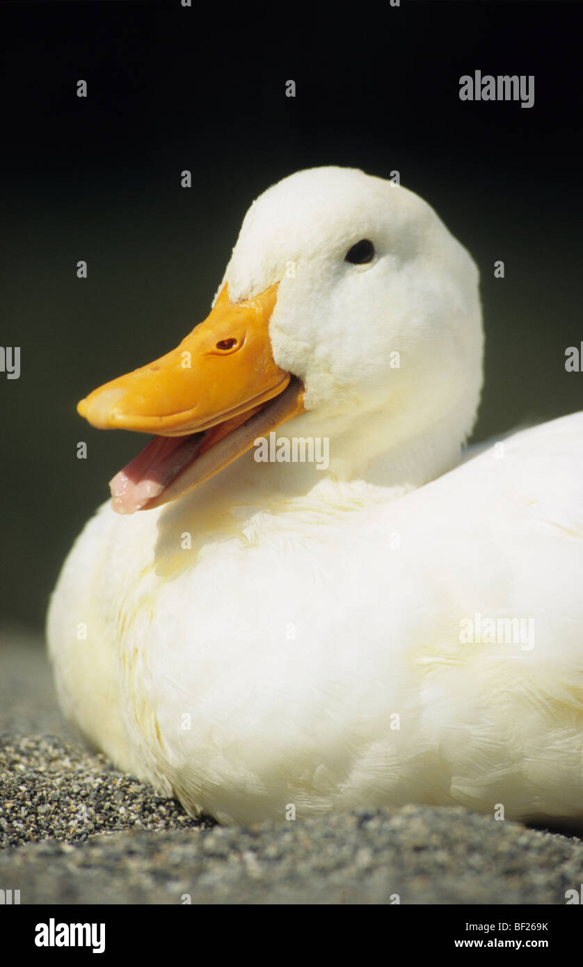 Domestic duck hi-res stock photography and images - Alamy