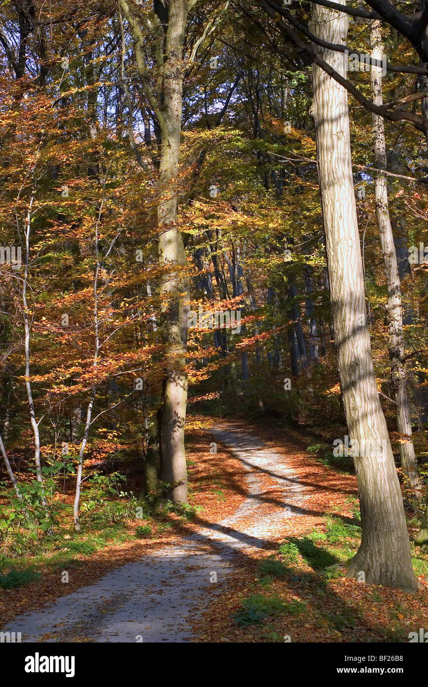 way in autumn forest Stock Photo - Alamy
