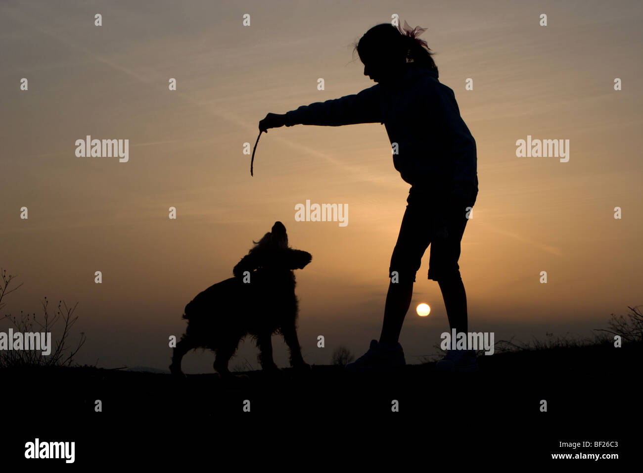 dog in sunset - silhouette Stock Photo - Alamy