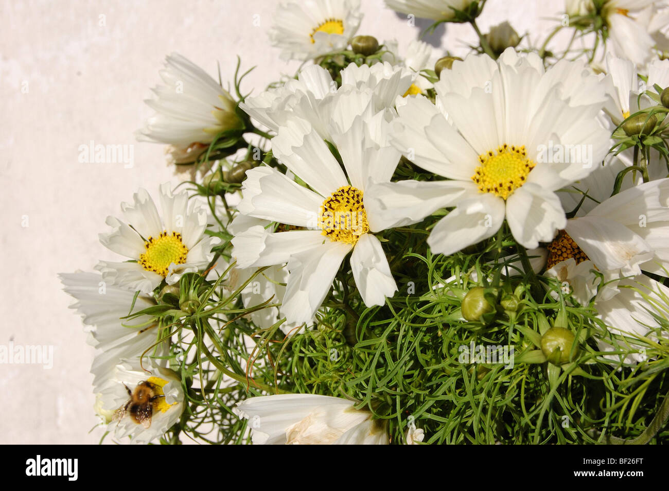 white cosmos purity Stock Photo - Alamy