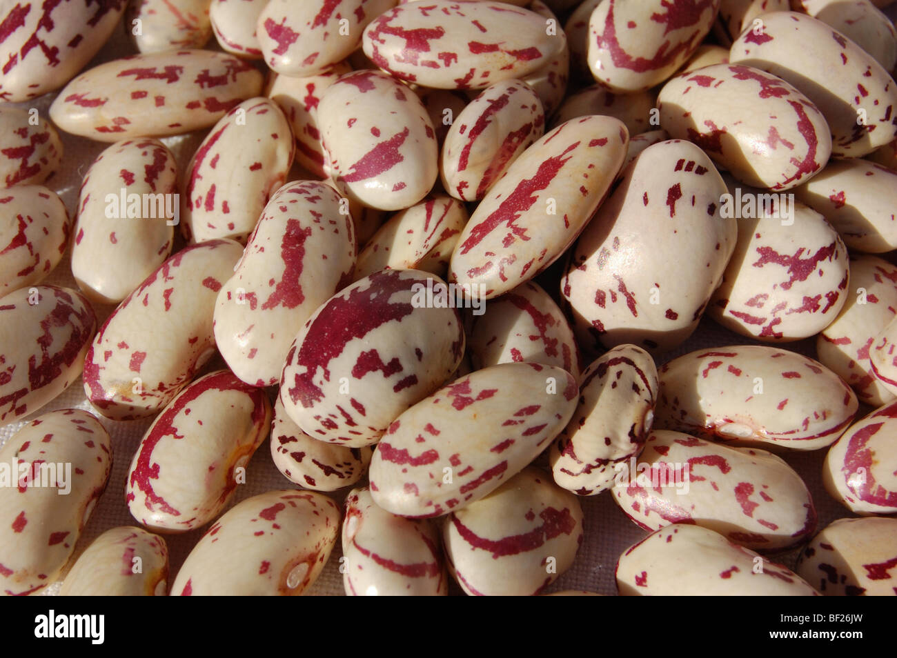 Berlotti beans hi-res stock photography and images - Alamy