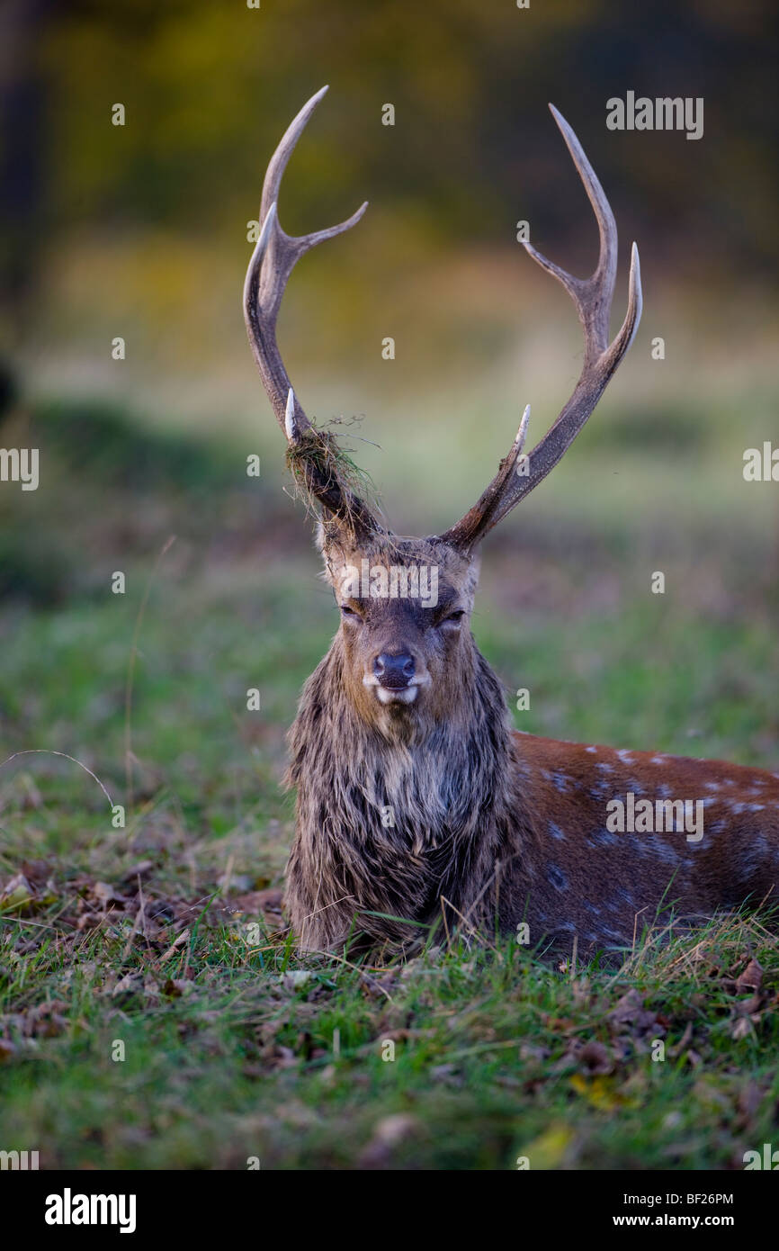 Male Sika Deer October Stock Photo - Alamy