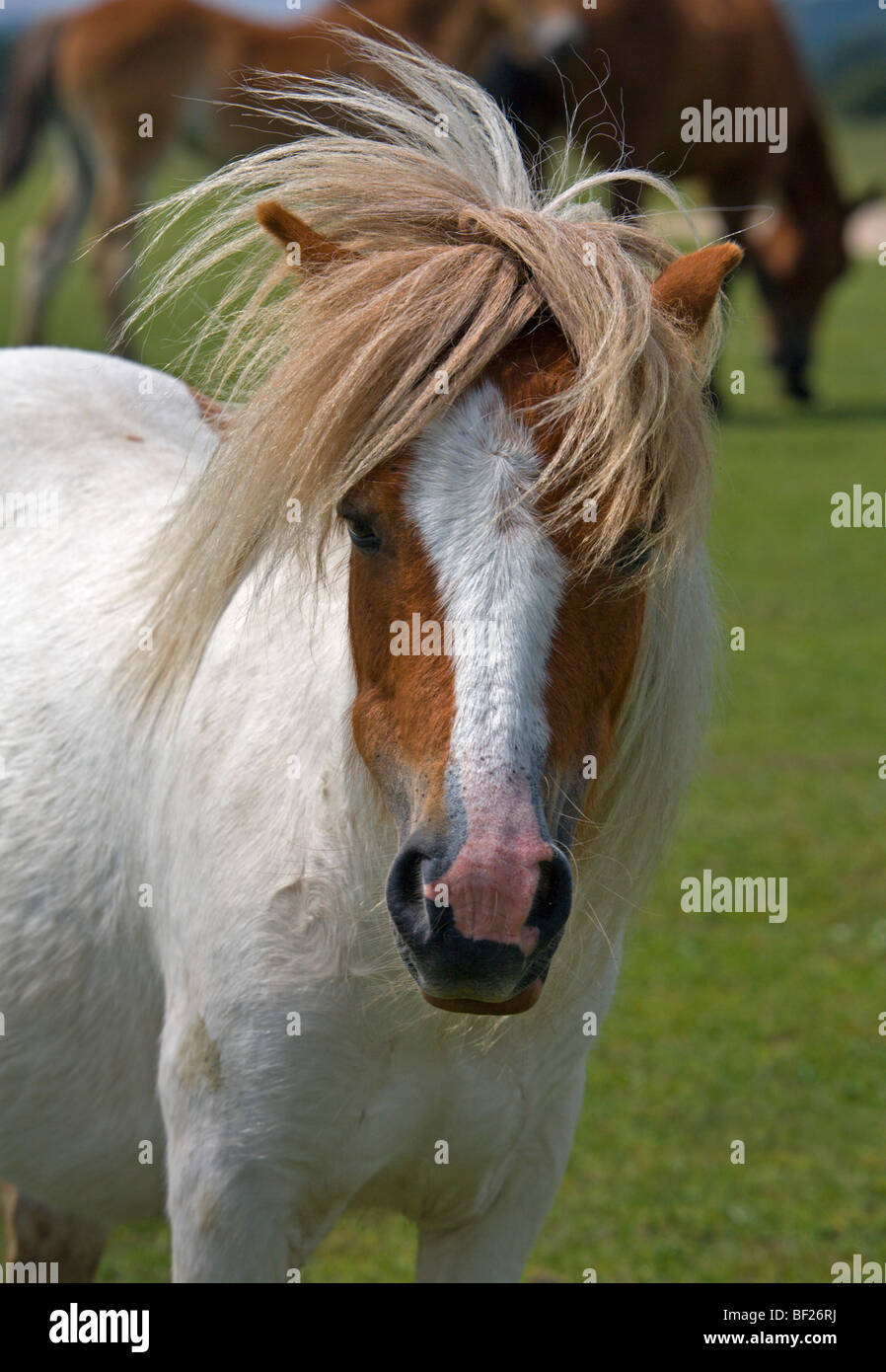 Piebald new forest pony hampshire hi-res stock photography and images ...
