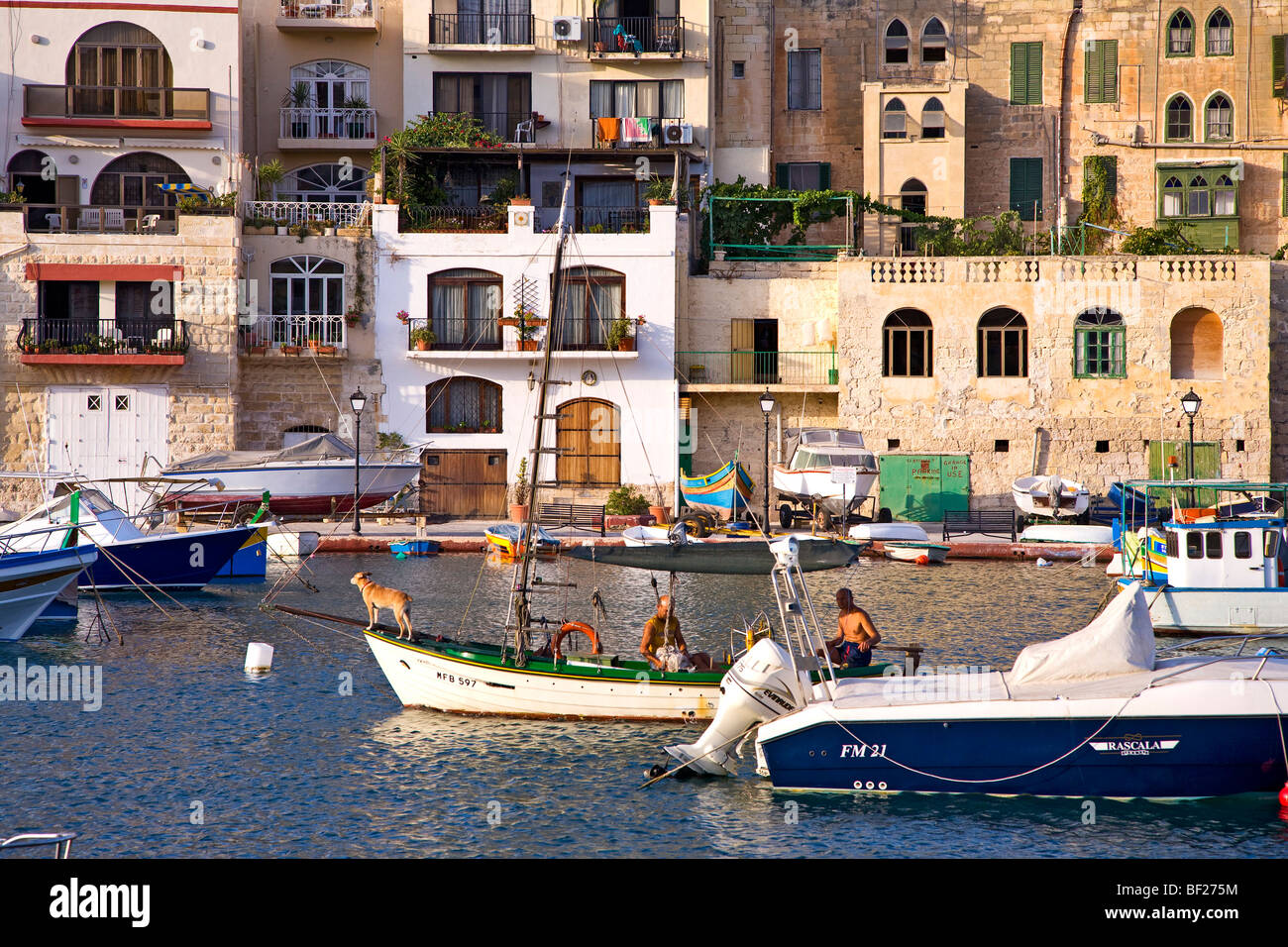 Spinola dog hi-res stock photography and images - Alamy