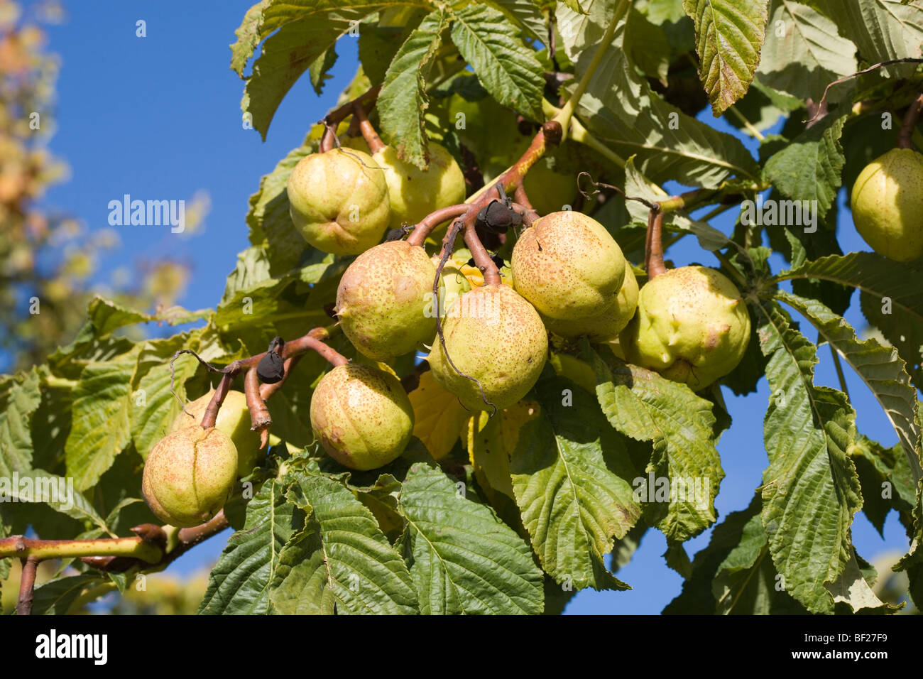 Aesculus hippocastanum autumn conker hi-res stock photography and ...