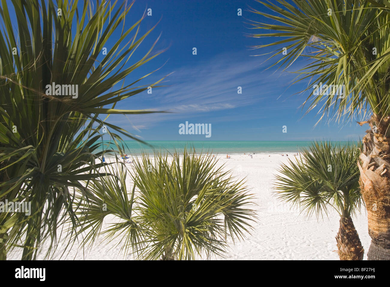 Palm trees at Clearwater Beach under blue sky, Tampa Bay, Florida, USA ...