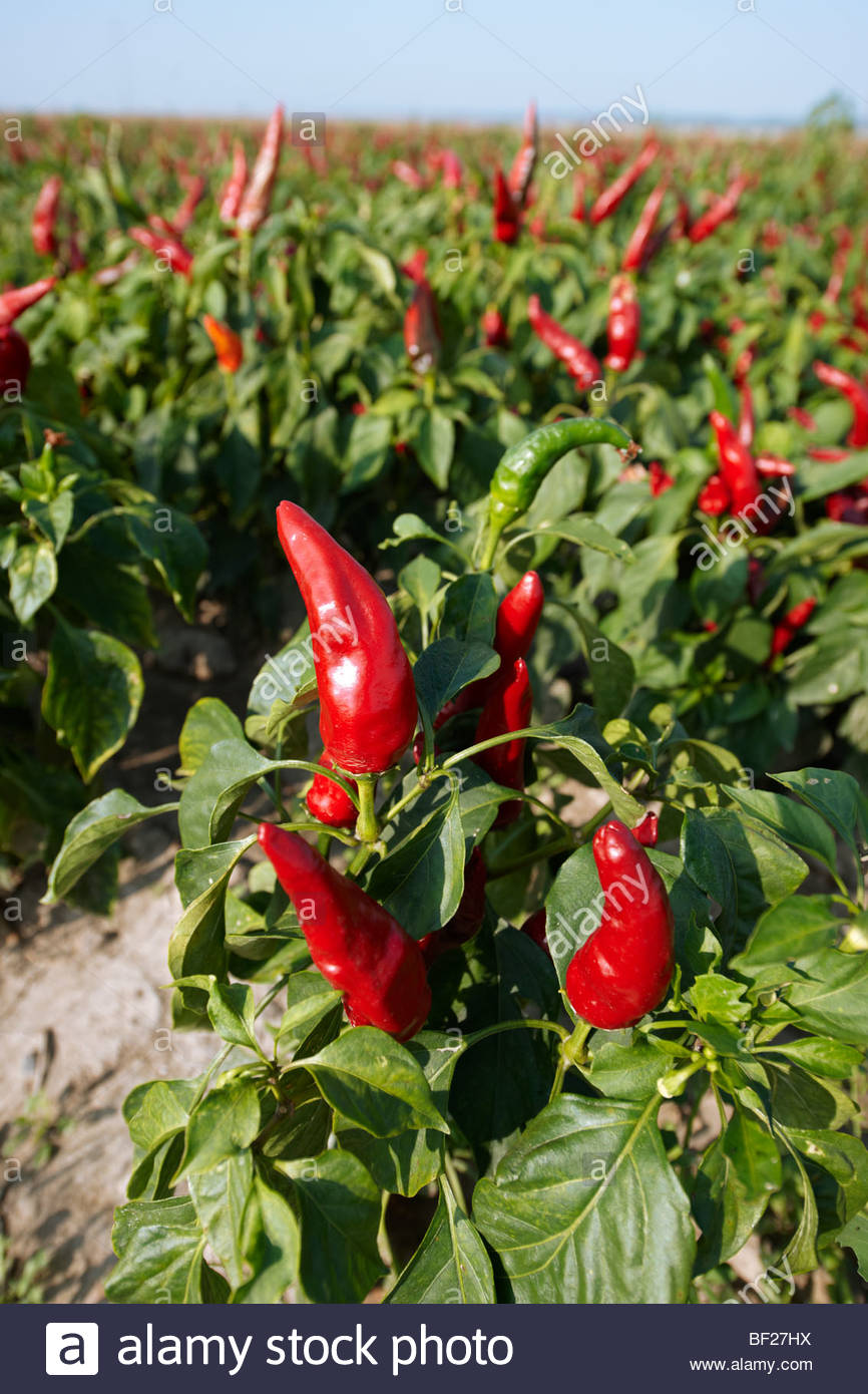 Chilli Chillies High Resolution Stock Photography and Images - Alamy