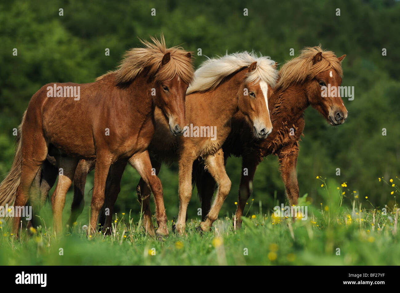 Three toed horse hi-res stock photography and images - Alamy