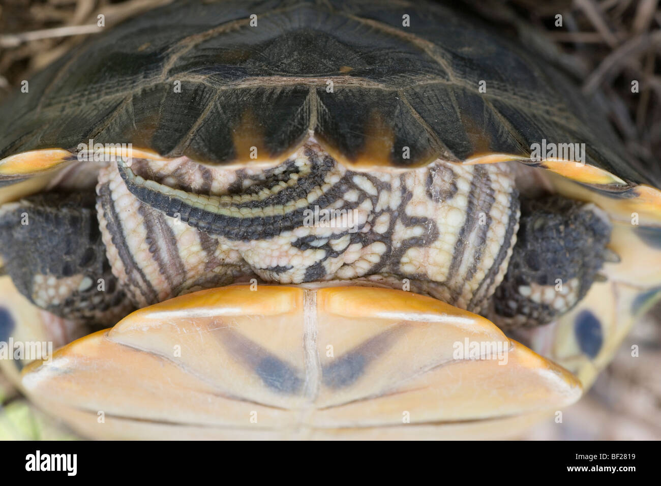 North American Yellow-bellied Turtle (Trachemys scripta scripta). Rear ...
