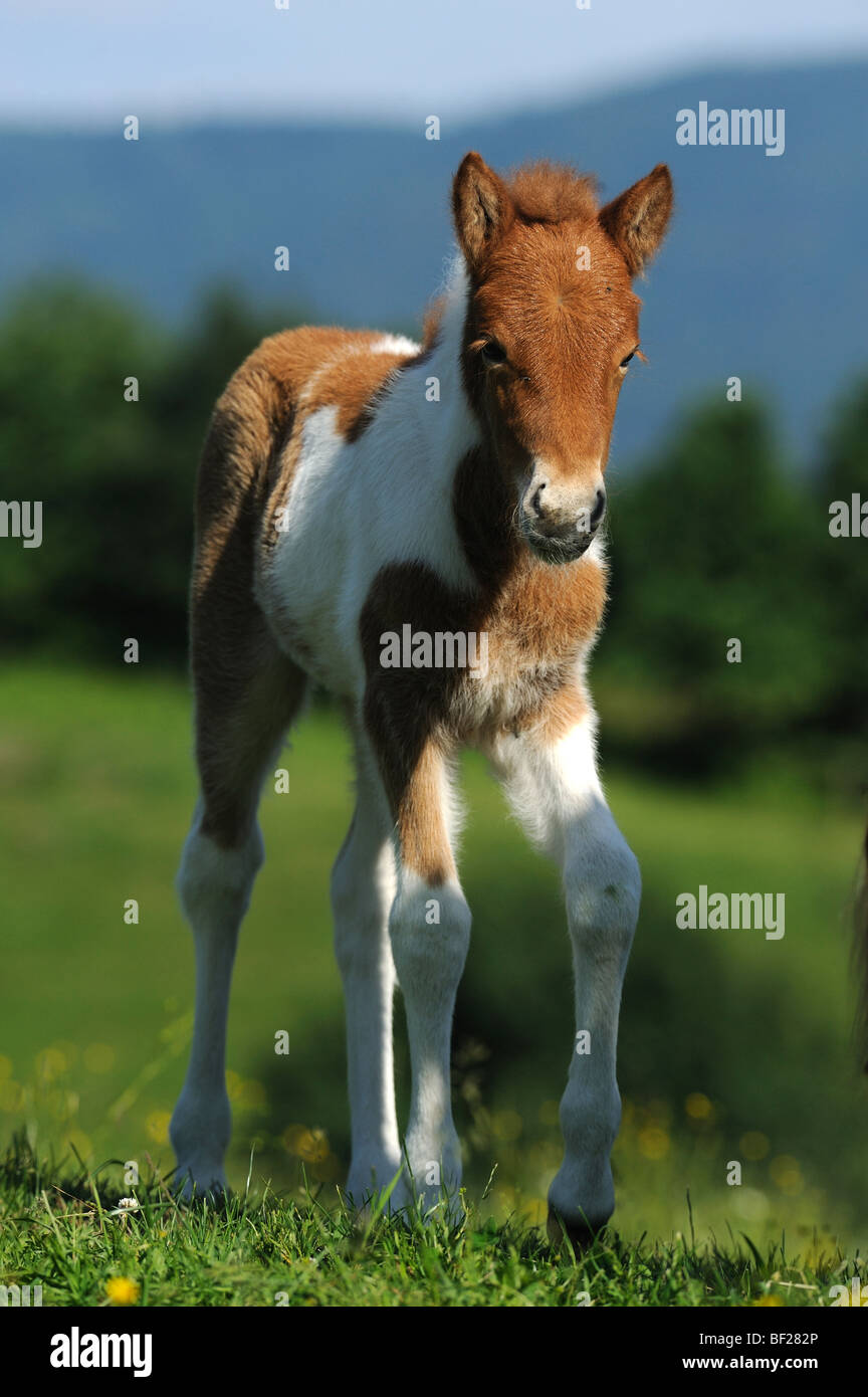 Icelandic Horse (Equus caballus), foal on a meadow Stock Photo - Alamy