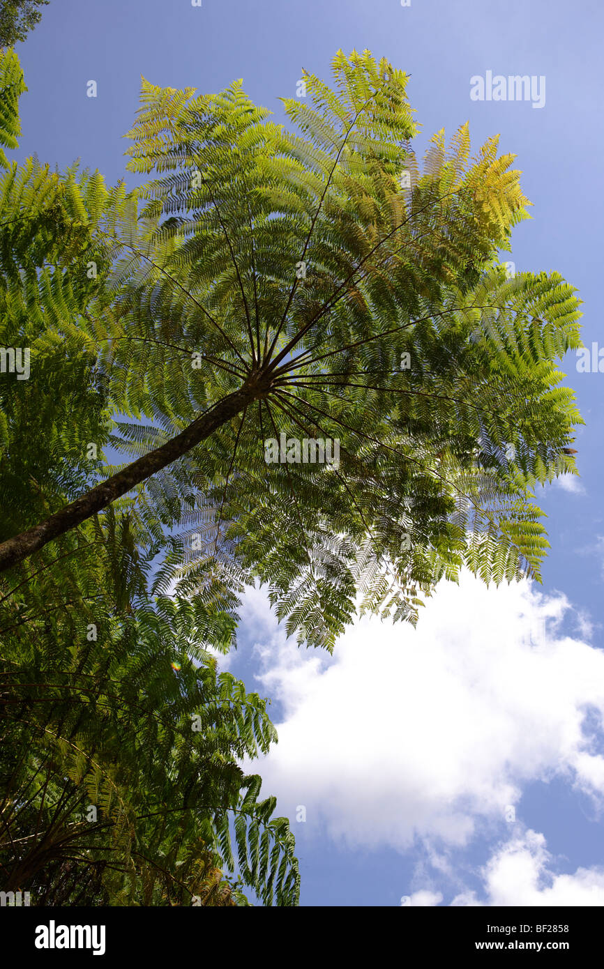 View at a tree fern at El Yunque National Park, Cordillera Central ...