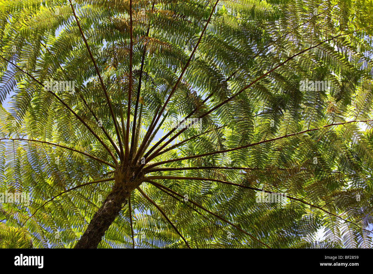 View at a tree fern at El Yunque National Park, Cordillera Central ...