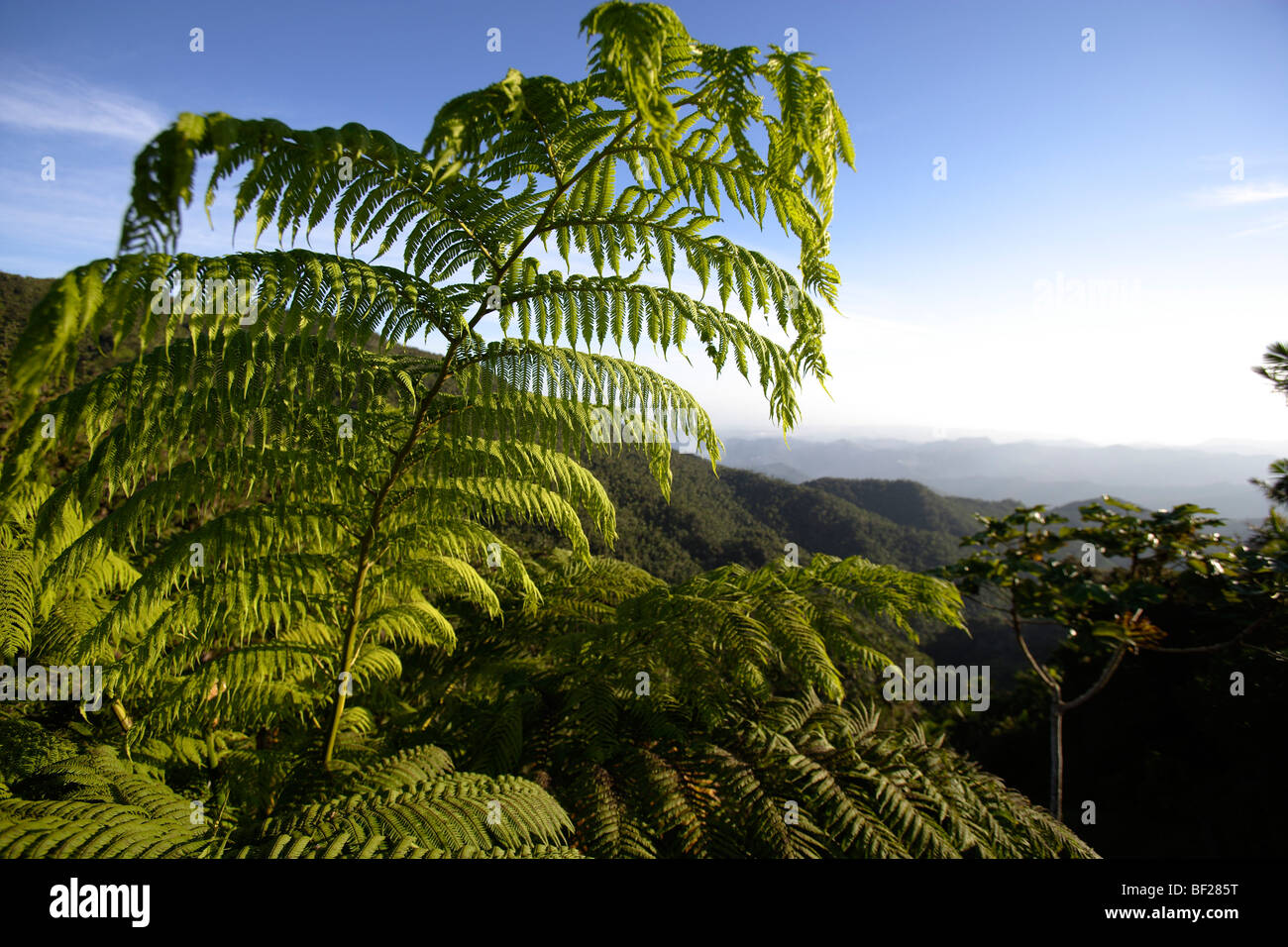 Fern and mountain scenery under blue sky, Cordillera Centra, Puerto ...