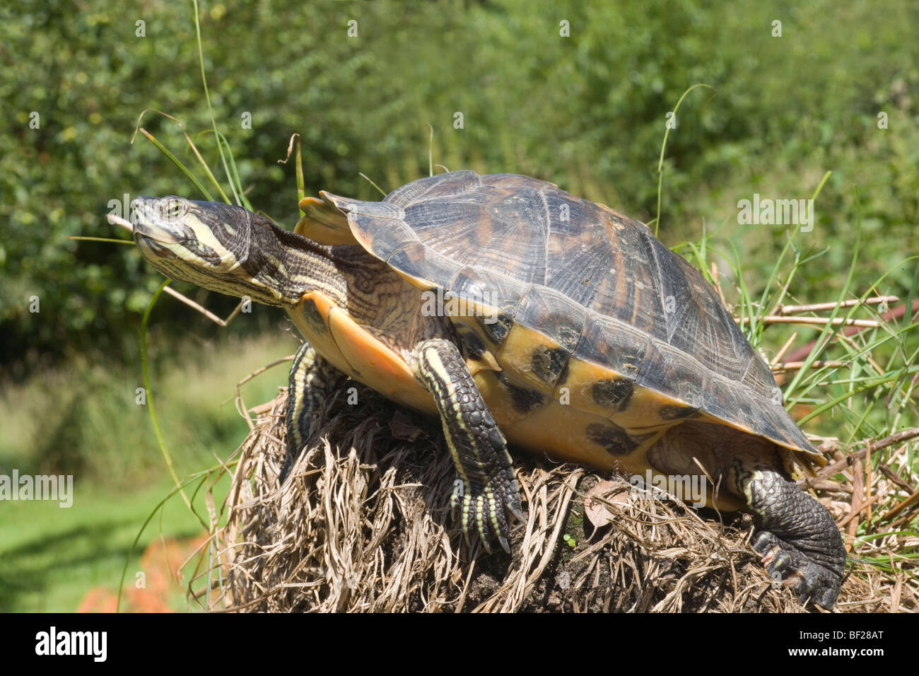 North American Yellow-bellied Turtle (Trachemys scripta scripta). Adult ...