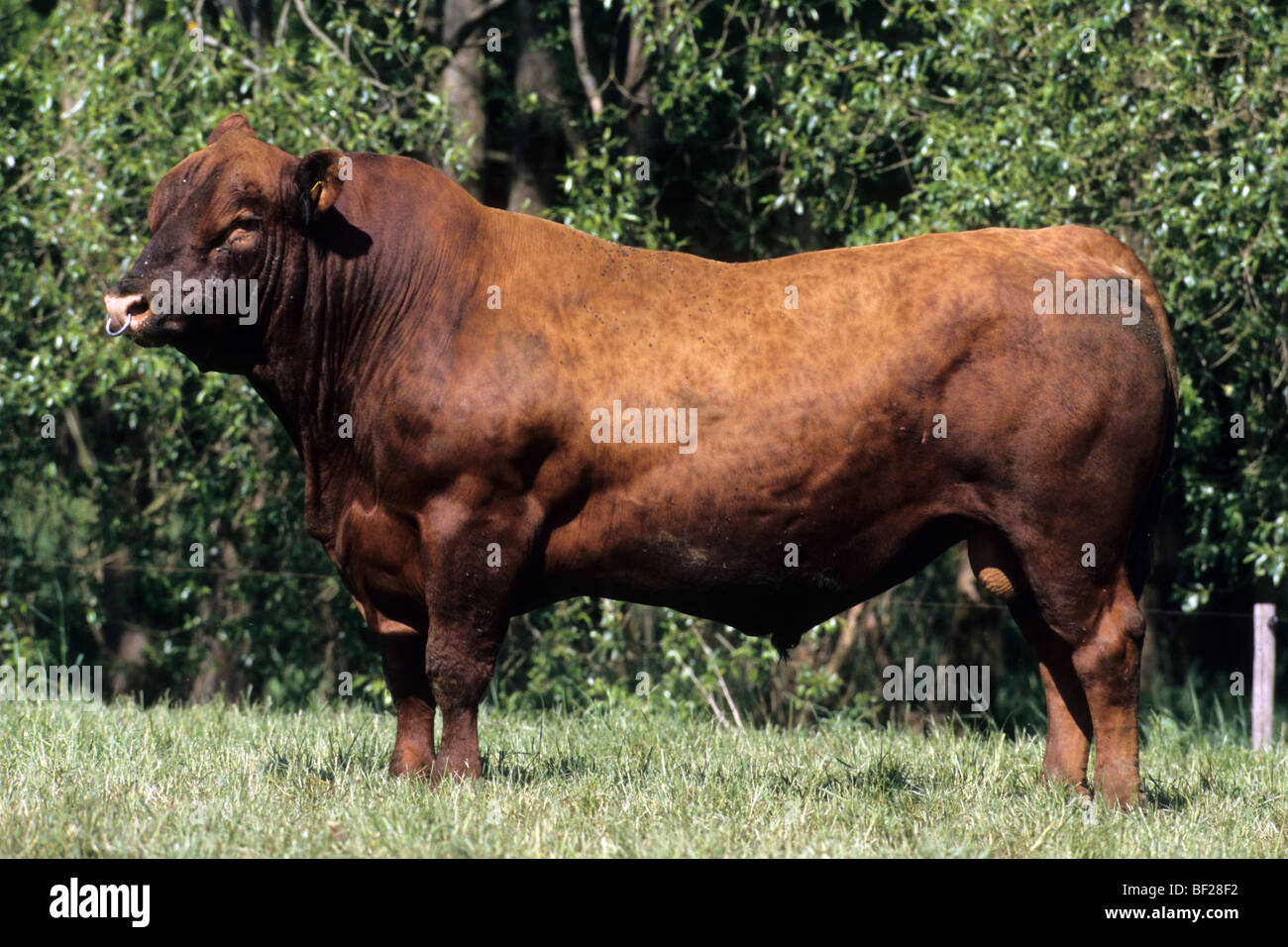 Domestic Cattle (Bos primigenius, Bos taurus), breed: Limousin, bull on ...