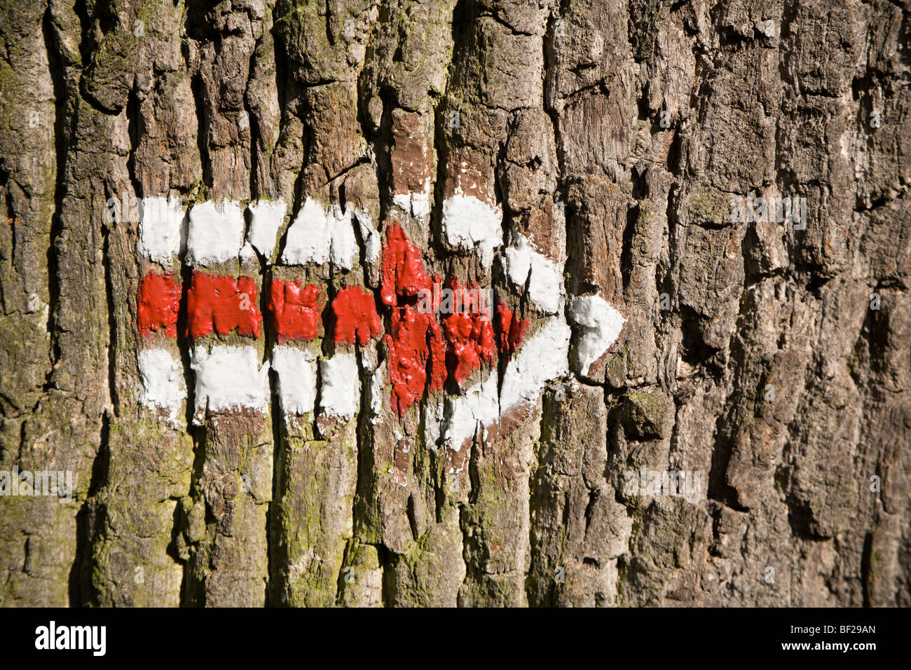 arrow on the tree Stock Photo - Alamy