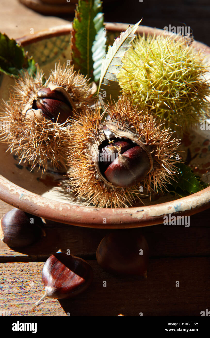 Spiny fruits hi-res stock photography and images - Alamy