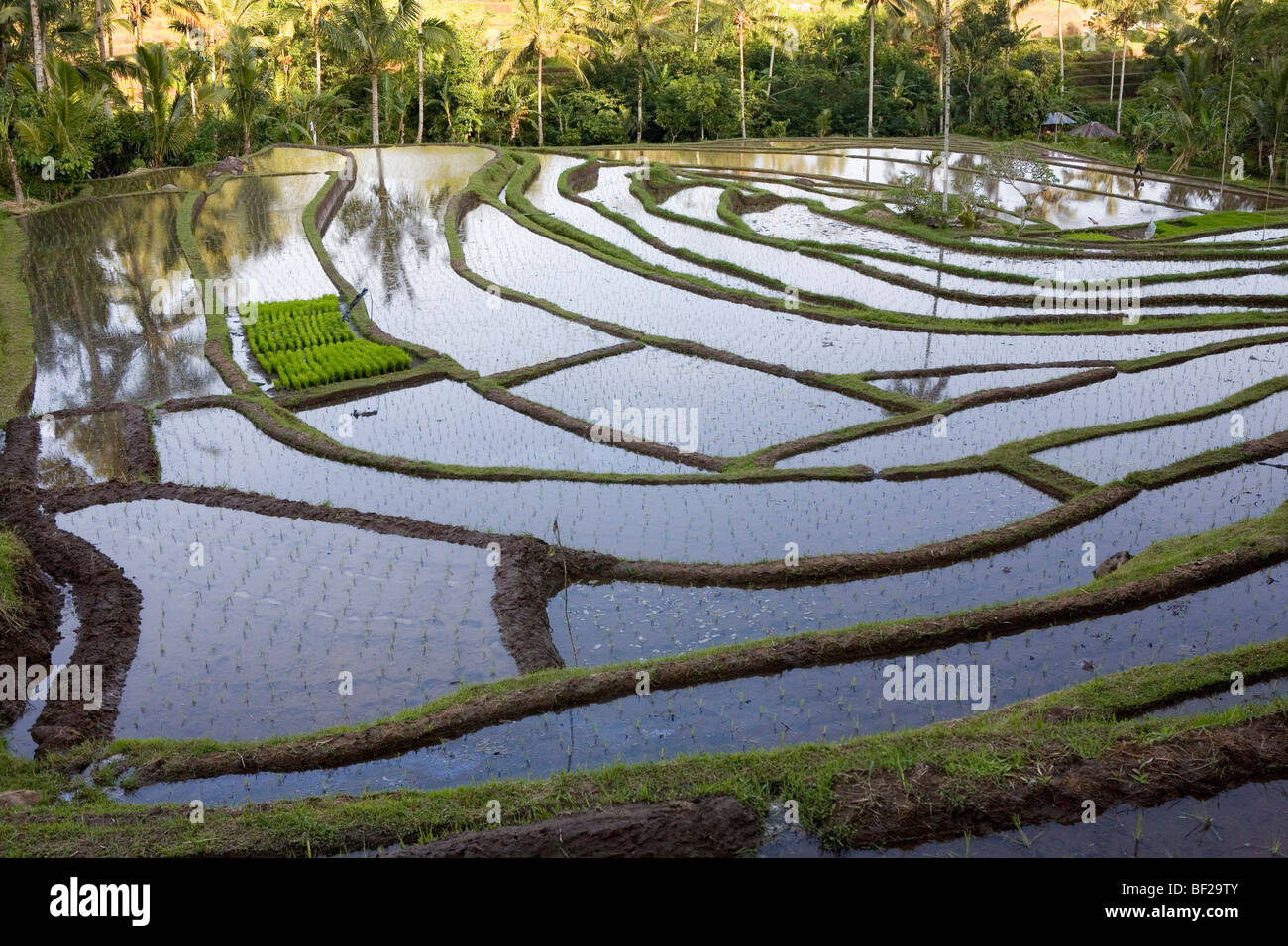 Deserted rice fields, rice terraces, Bali, Indonesia Stock Photo - Alamy
