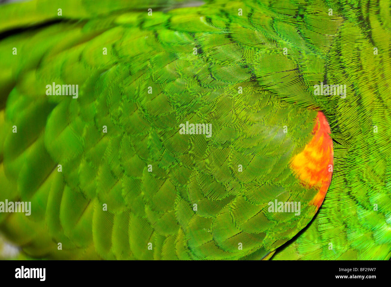 Close-up of green parrot feather, Fazenda San Francisco, Miranda, Mato ...