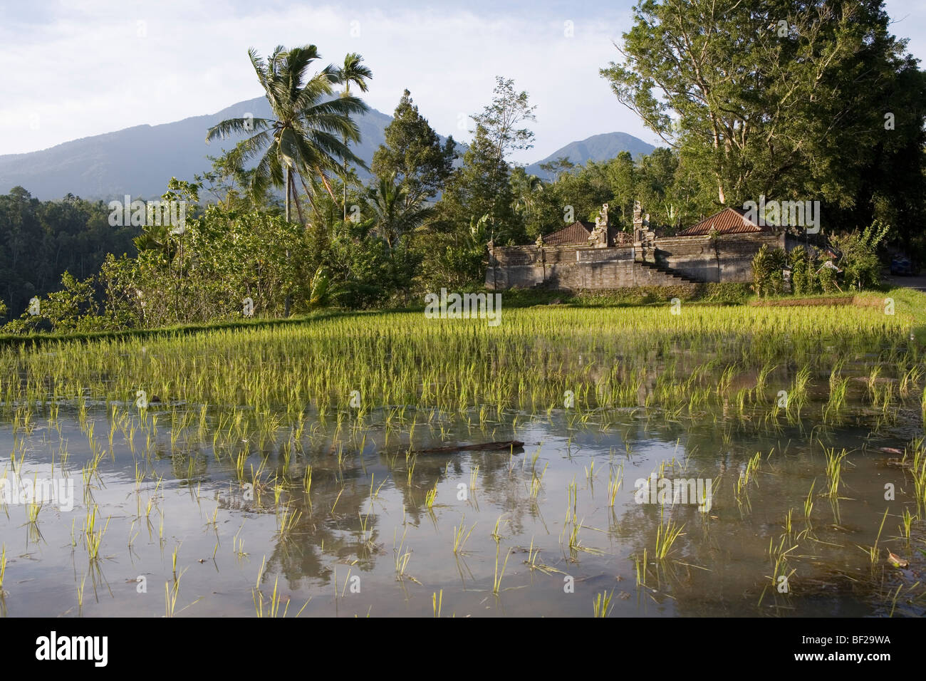 Rice fields in front of a Hindu Temple, Bali, Indonesia Stock Photo - Alamy