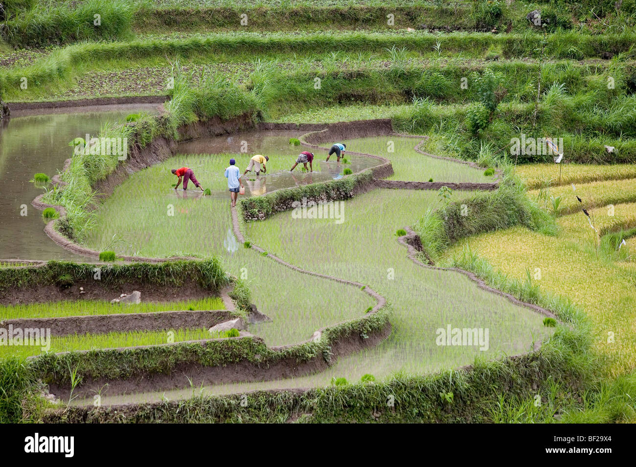 Workers on rice fields, rice terraces, Bali, Indonesia Stock Photo - Alamy