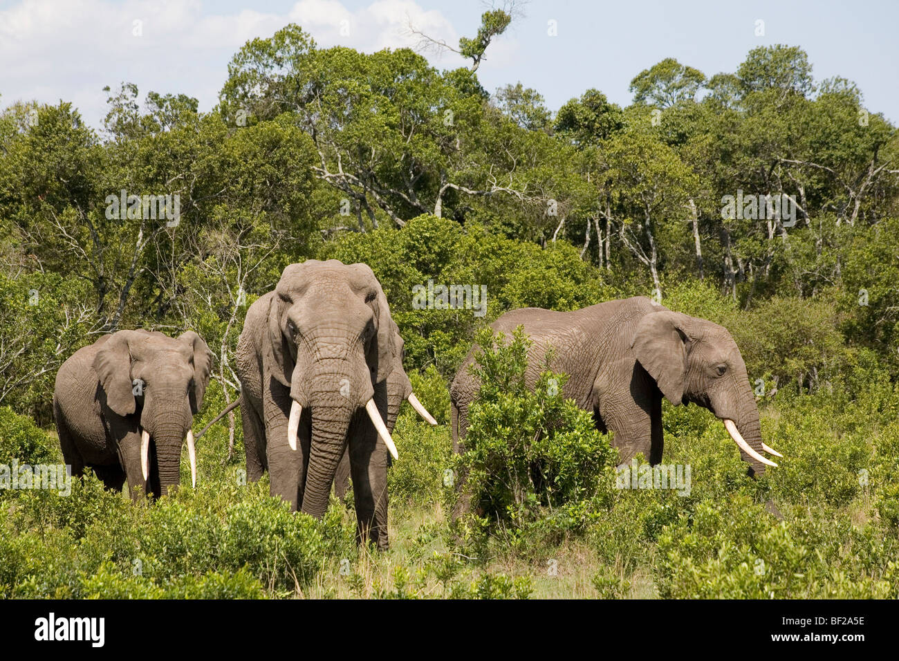 Three african elephants in front of trees at Masai Mara National Park ...