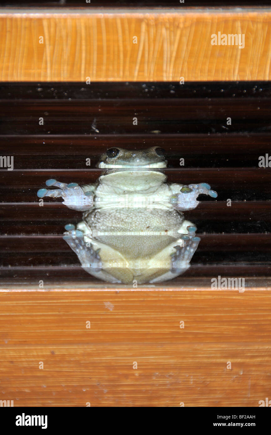 Frog stuck on glass window, Hyla sp., Fazenda San Francisco, Miranda ...