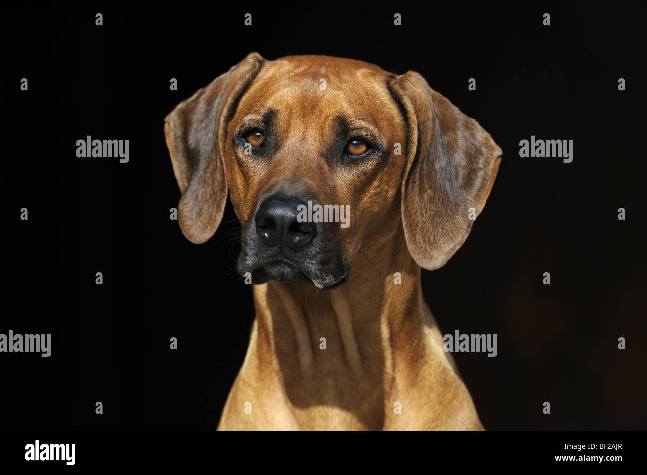 Rhodesian Ridgeback (Canis lupus familiaris), portrait of adult Stock ...