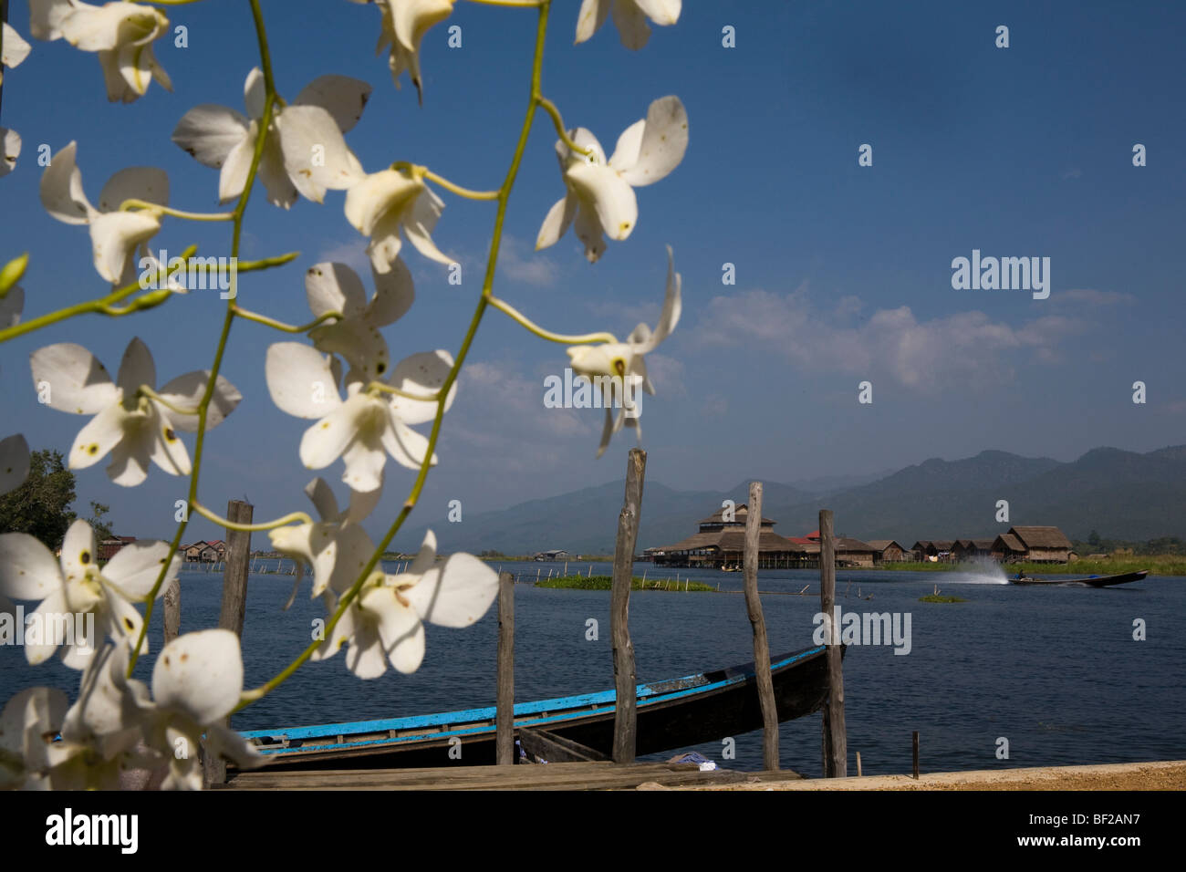 View over Inle Lake with white flowers in the front, Shan State ...