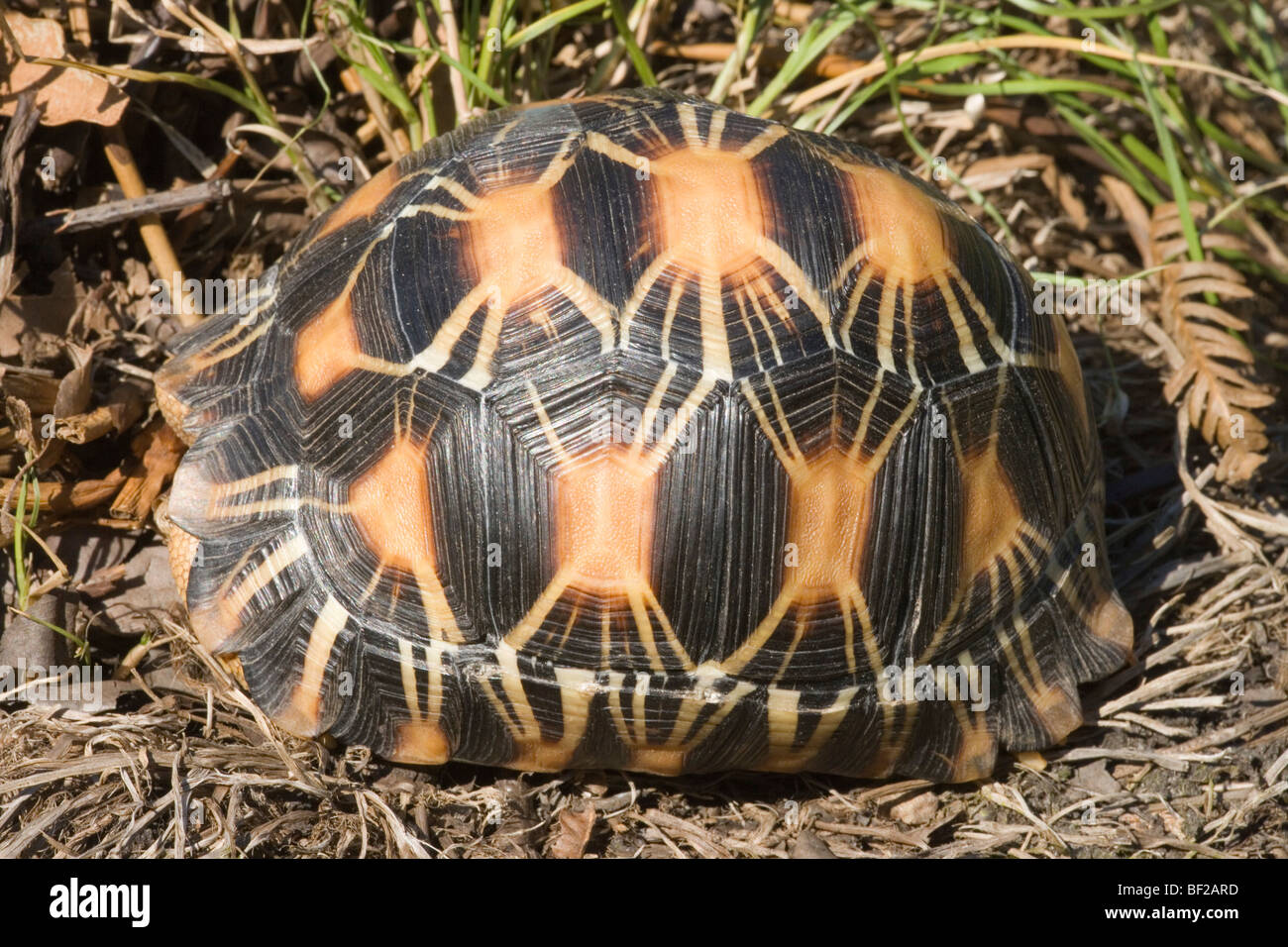 Radiated Tortoise (Astrochelys - formerly Geochelone- radiata ...