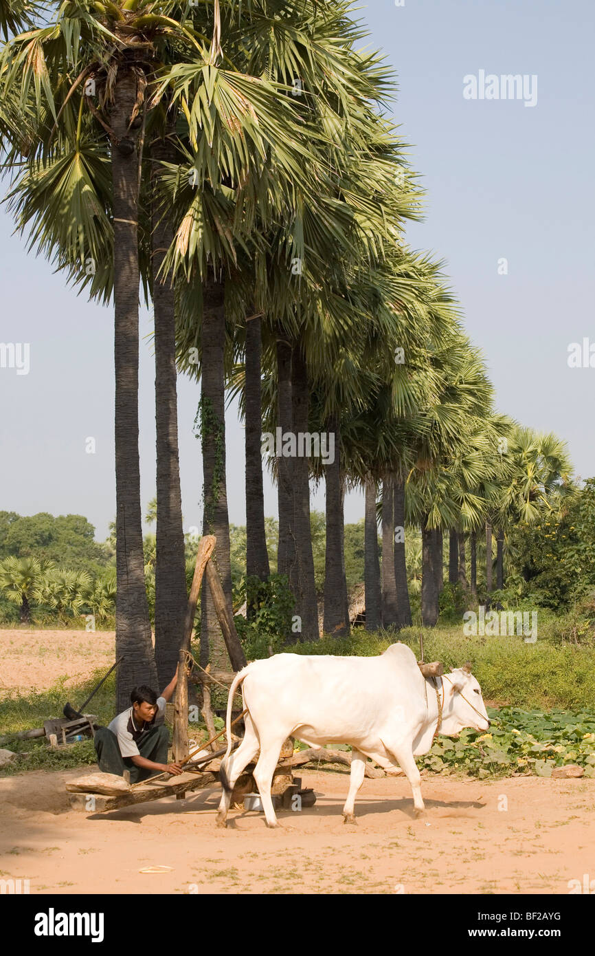 Oxen working hi-res stock photography and images - Alamy