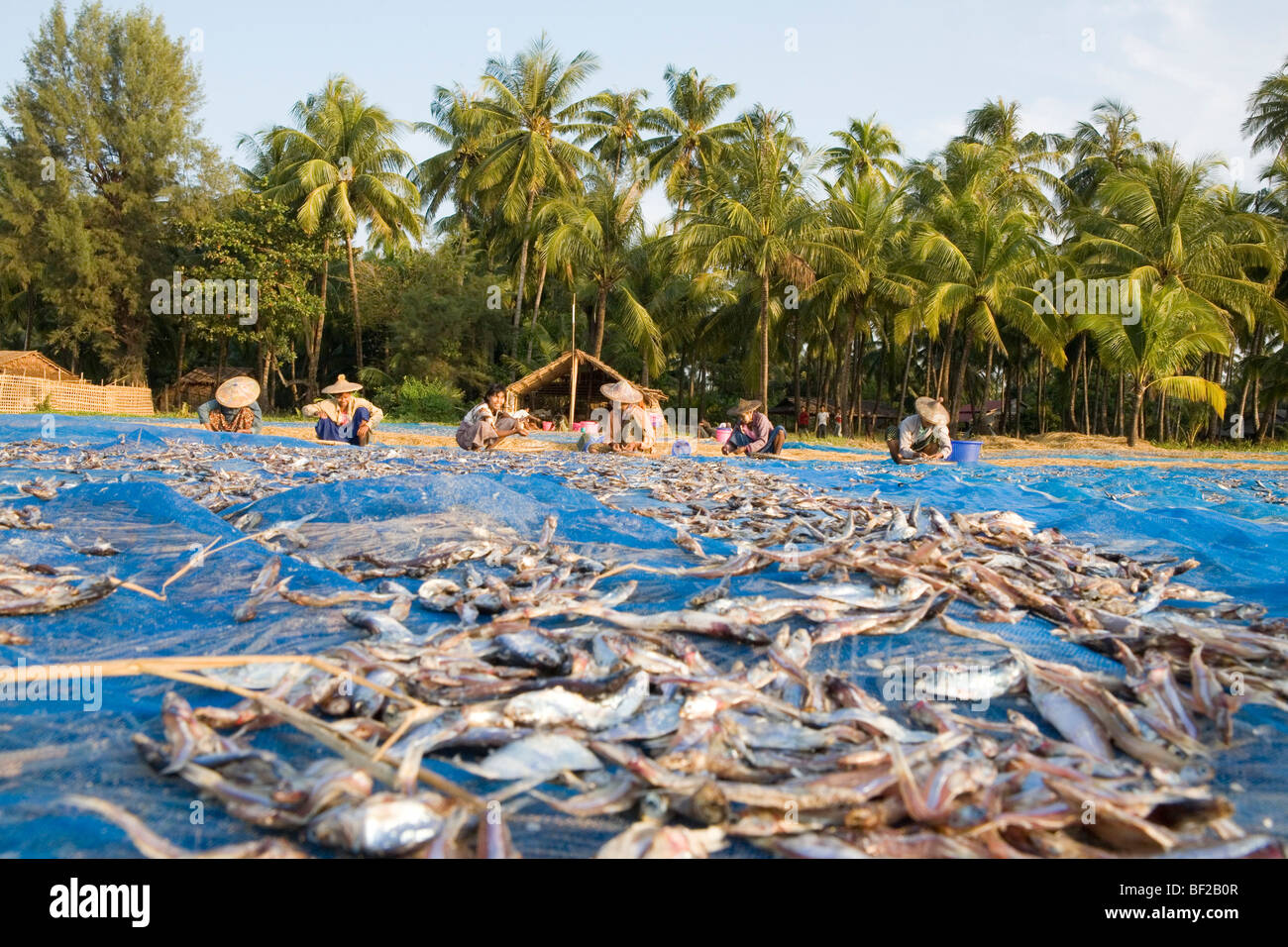 Women drying fish in a fishing village near Ngapali Beach, Gulf of ...