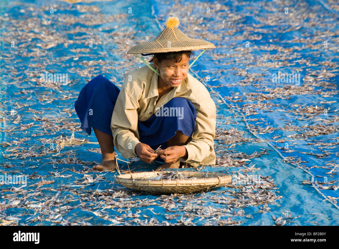 Woman drying fish near Ngapali Beach, Gulf of Bengal, Rakhine State ...