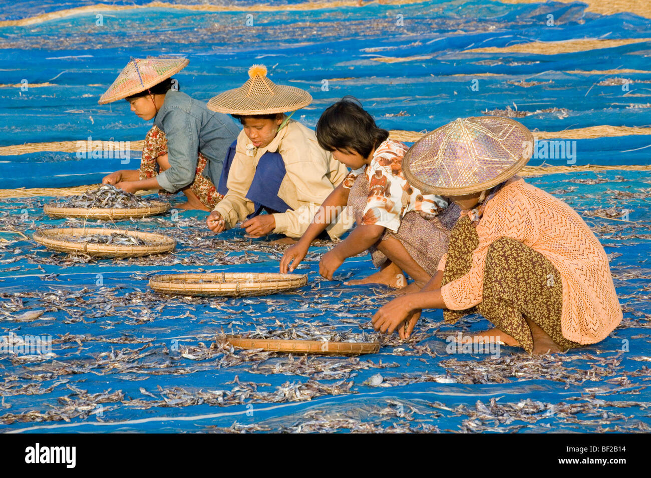Women drying fish in a fishing village near Ngapali Beach, Gulf of ...