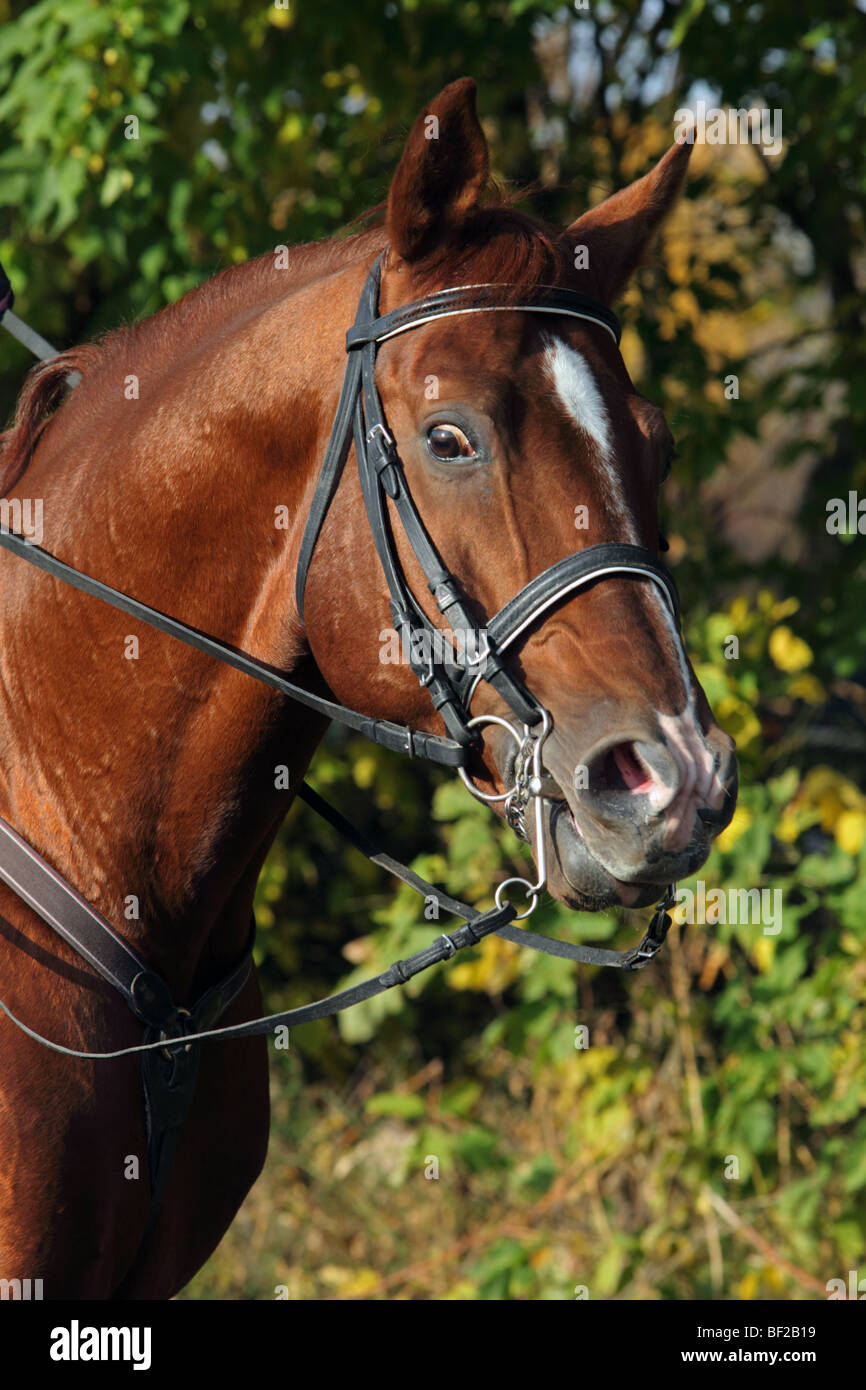German horse hi-res stock photography and images - Alamy