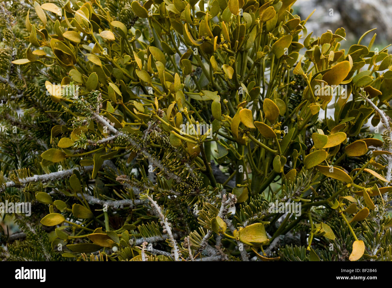 Silver fir irmasun pass akseki taurus mountains hi-res stock ...