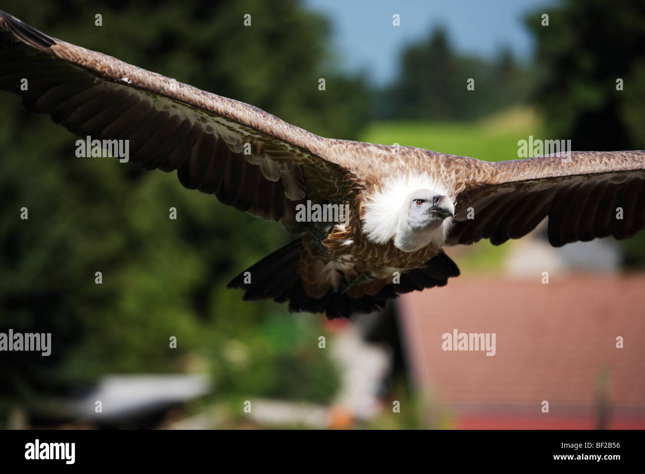 Vulture in mid-air, Pfander, Bregenz, Vorarlberg, Austria Stock Photo ...