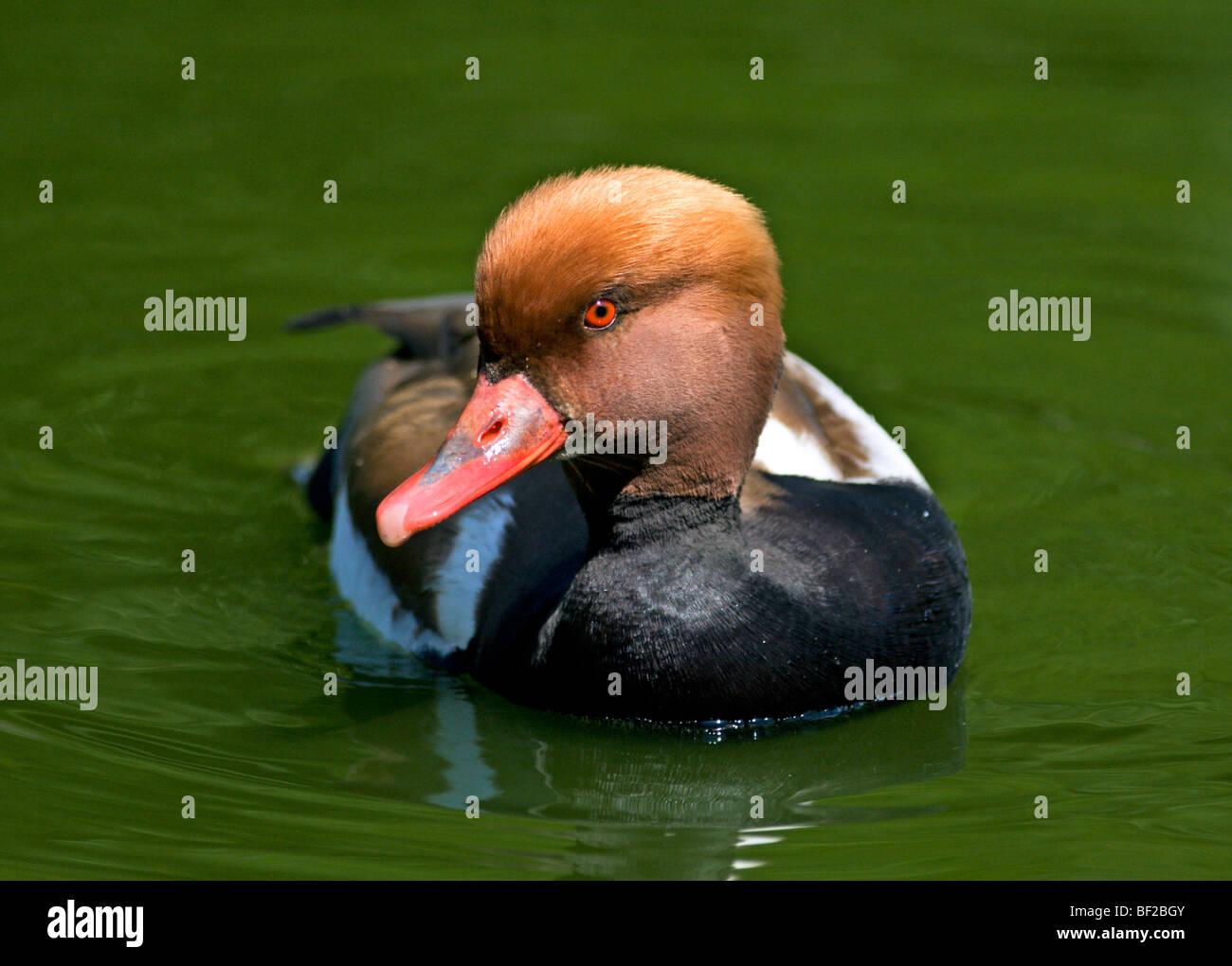 Red crested ducks hi-res stock photography and images - Alamy