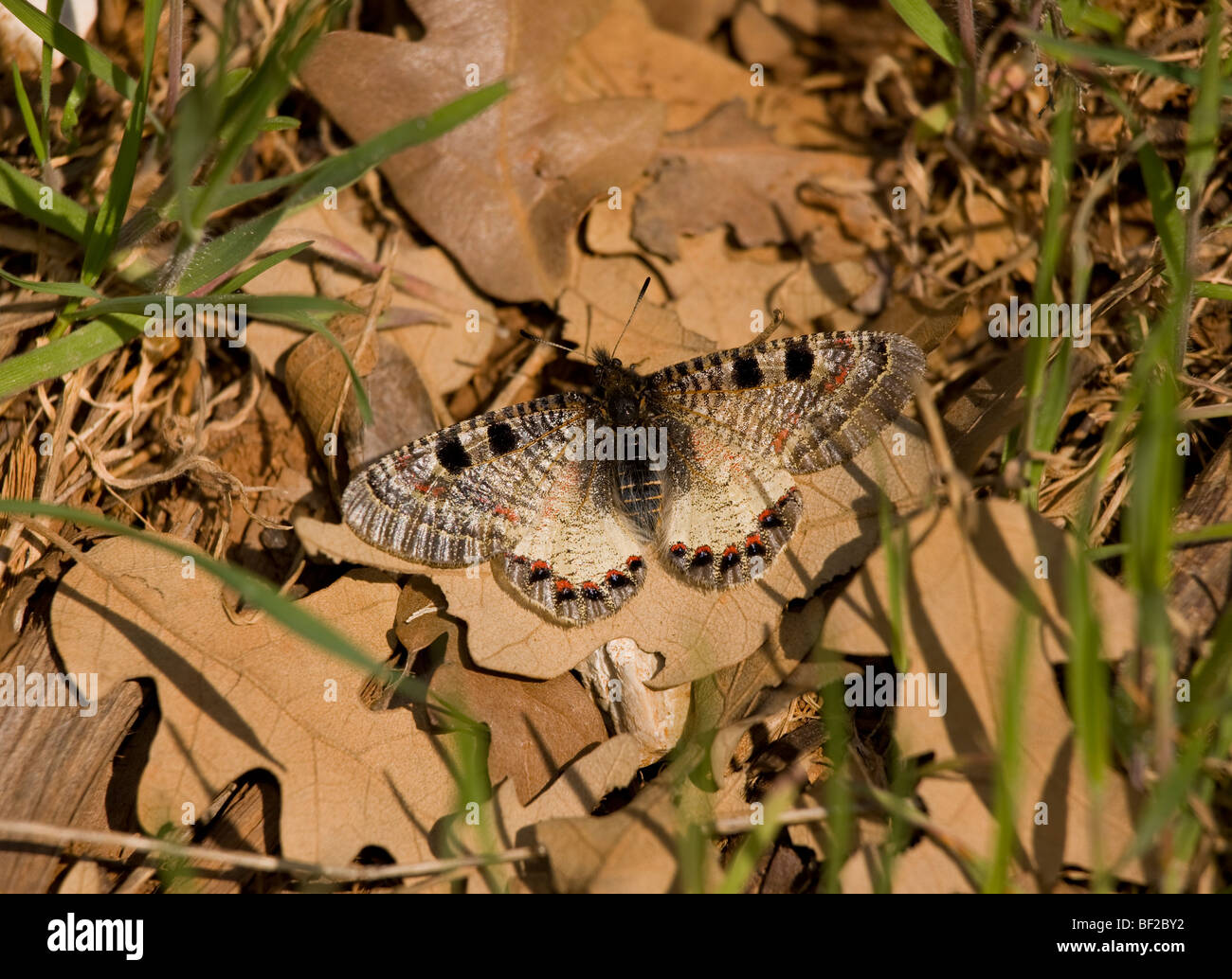 Invertebrate lepidoptera butterfly insect springtime spring sunbathing ...