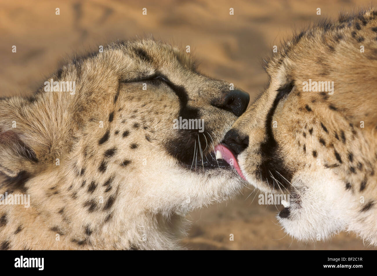 Cheetah Tongue High Resolution Stock Photography and Images - Alamy