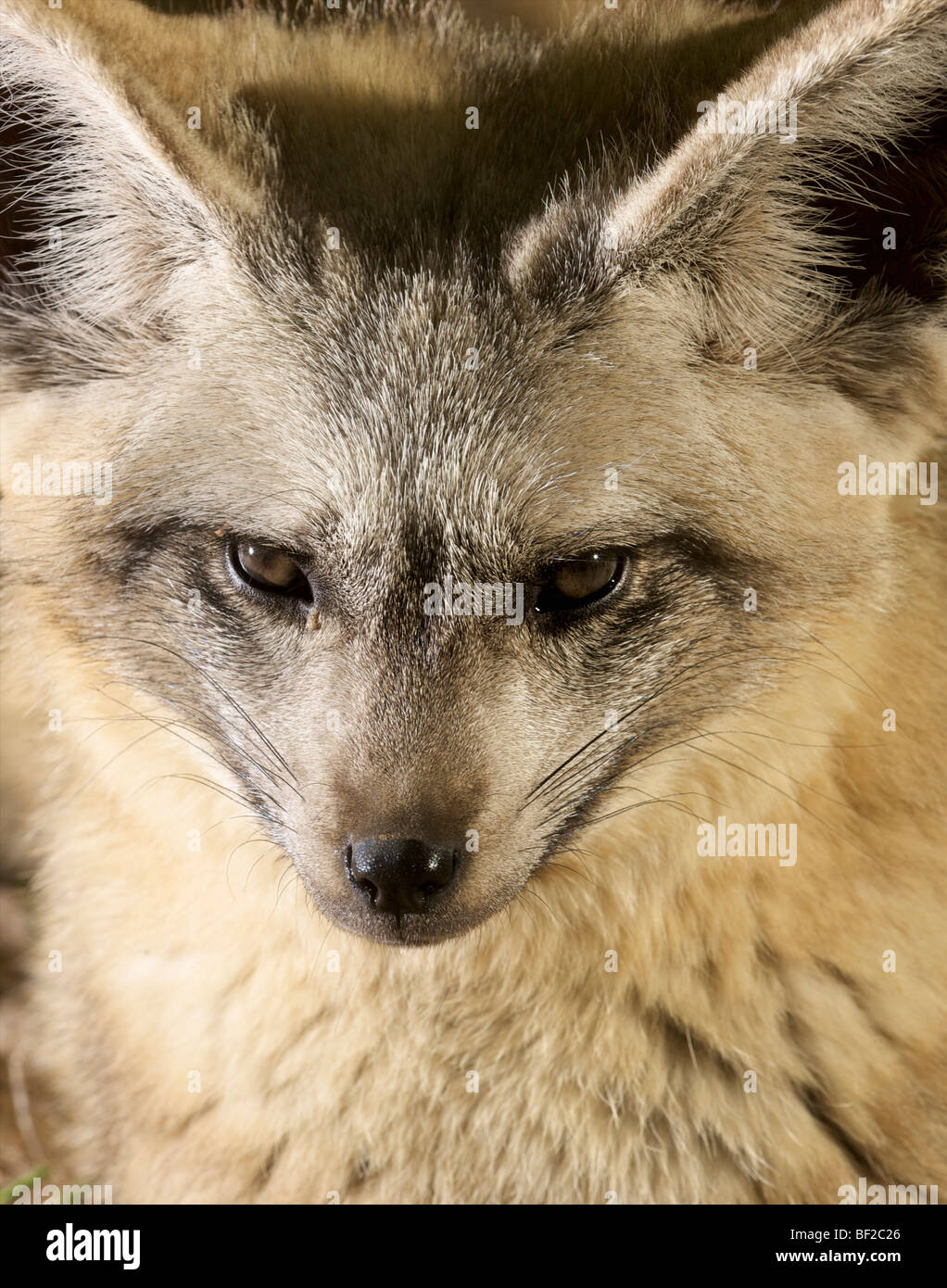 Portrait of a Bat-Eared Fox (Otocyon megalotis), Namibia Stock Photo ...
