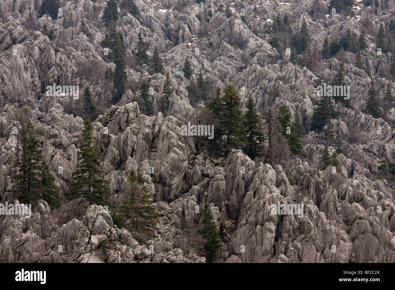 Dramatic limestone Karst landscape, with remnants of coniferous forest ...