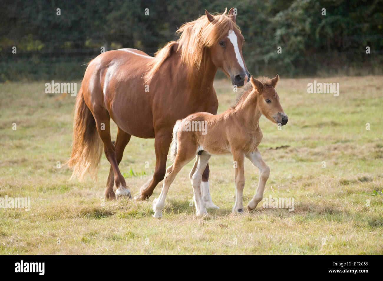 Mare and three week old foal (Equus ferus). Domestic riding horses ...