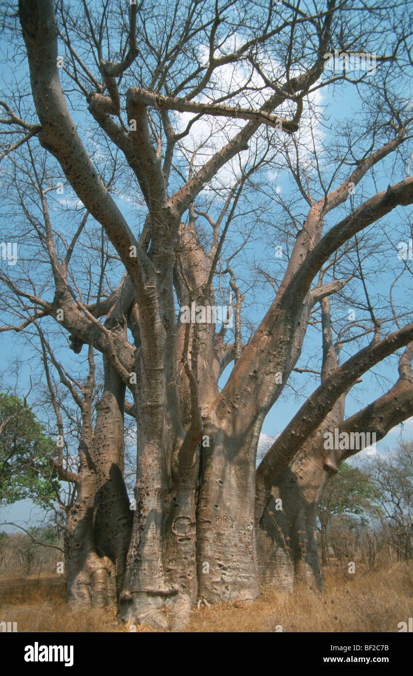 Baobab tree, Zimbabwe Stock Photo - Alamy