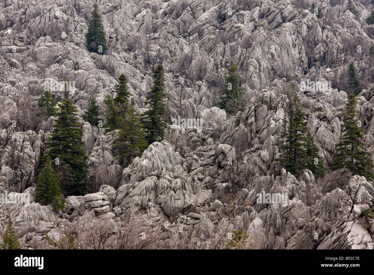 Dramatic limestone Karst landscape, with remnants of coniferous forest ...