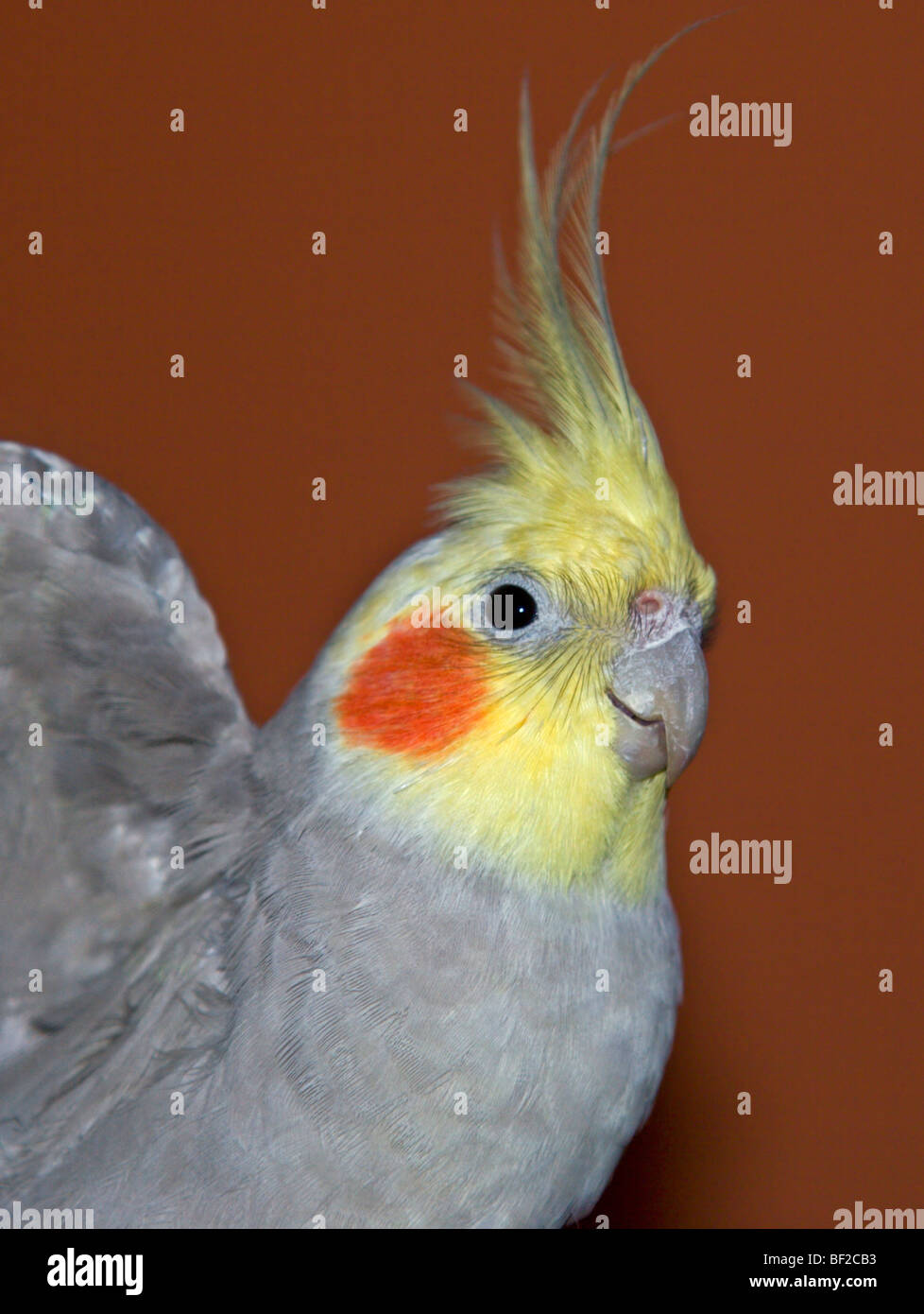 Cockatiels hi-res stock photography and images - Alamy