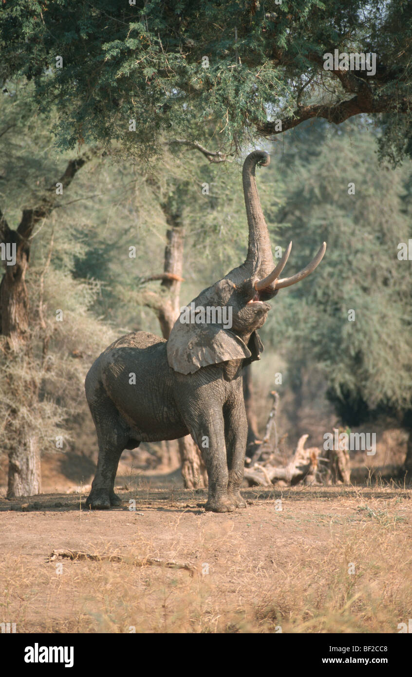 African Elephant (Loxodonta african) stretching for low branch, Mana ...
